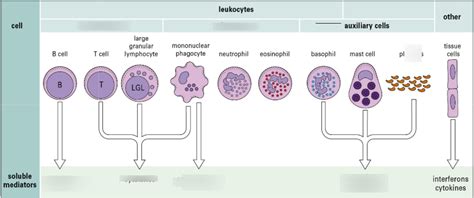 Cells Of The Immune System Diagram Quizlet