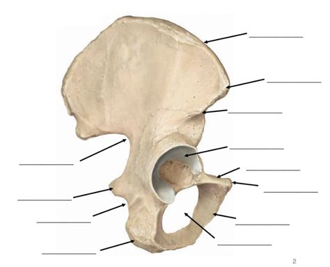Os Coxae Labeling Diagram Quizlet