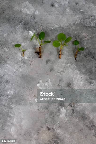 Pilea 아기입니다 Pilea Peperomioides 돈을 공장 Pilea 전파 잘라입니다 회색 배경입니다 0명에 대한 스톡