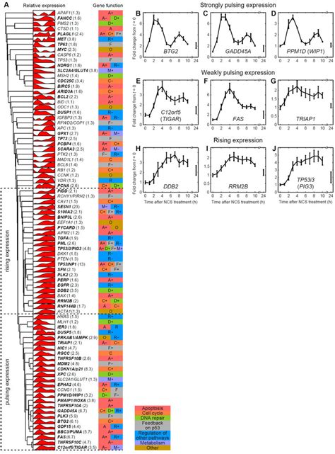 P53 Target Genes Show Different Temporal Patterns Of Expression In