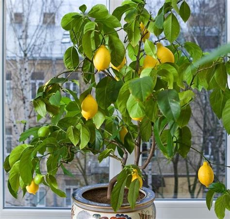 Экзотические фрукты, которые можно вырастить из косточек | Fit.ru