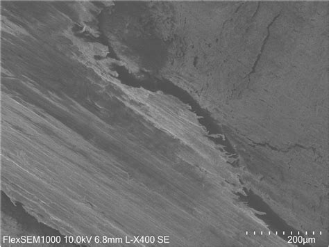Sem Of Forest Biomass Based Composite In Floor Download Scientific Diagram