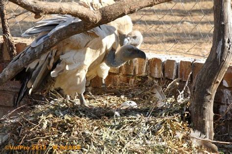 Fascinated By Vultures Cute Cape Vulture Chick At Vulpro
