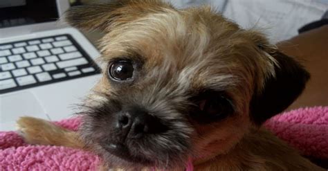 Pugapoo Animal Facts Canis Lupus A Z Animals