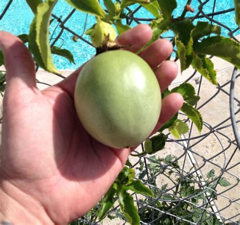 Passiflora Edulis Frederick Edible Purple Passion Fruit Plant