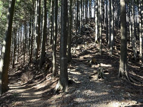 奥多摩高水三山 駅から登山 ロウバイが咲いていた 今日という日を忘れずに