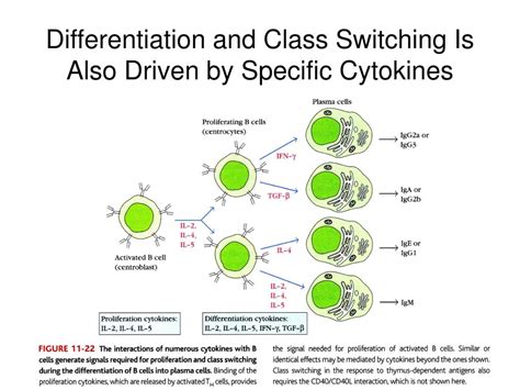 Ppt B Cell Generation Activation And Differentiation Powerpoint Presentation Id4277572