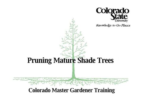 8a Pruning Mature Shade Trees Ppt