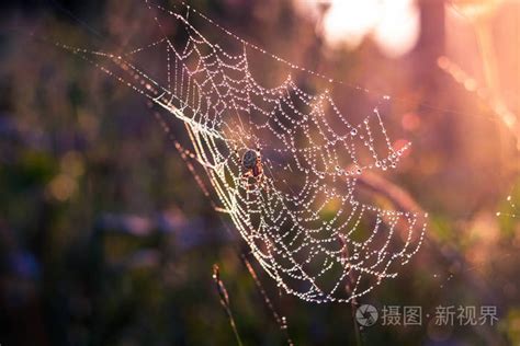 坐在 Web 中的蜘蛛照片 正版商用图片0zr4um 摄图新视界