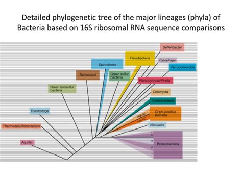 Mbp 02 Microbial Taxonomy Classification Ppt