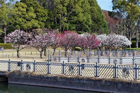 池の畔 紅白の梅 清多夢くらぶ 楽天ブログ