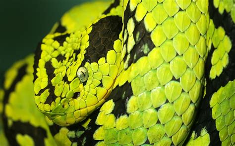 Python fond d écran sur bureau