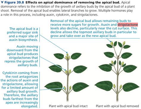 Strigolactone Diagram Quizlet