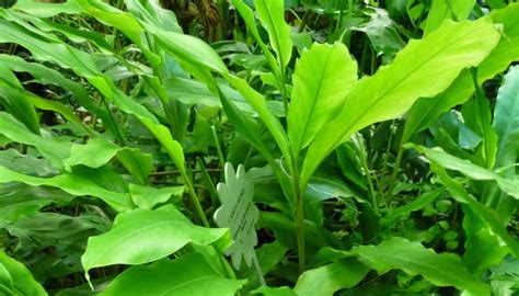 Ini Dia Manfaat Temu Giring Untuk Kesehatan Baca Disini