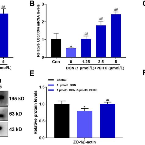 Effect Of Peitc On Don Induced Apoptosis In Ipec J2 Cells Aec The