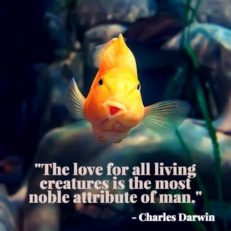 Pinterest Mercy For Animals Animal Activism Animal Quotes