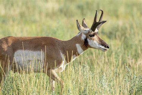 Montana Pronghorn Photograph By Julie Barrick Fine Art America