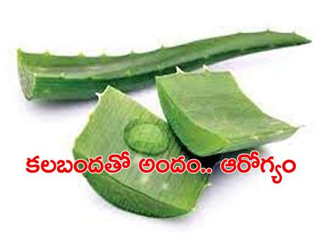 కలబందతో అందం ఆరోగ్యం