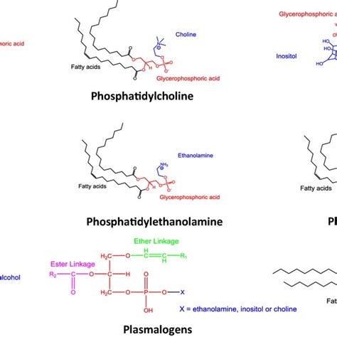 Polar Lipids Synthetic Classification Download Scientific Diagram