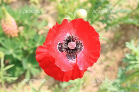 ケシ 写真素材 3104442 フォトライブラリー Photolibrary