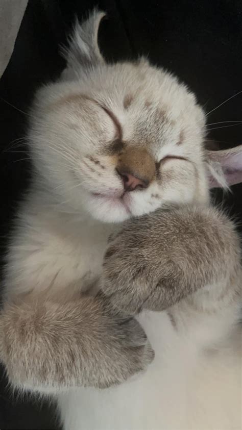 Happy Kitty Nap Reepycats