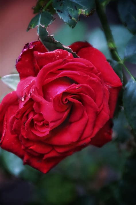 Flor Rosa Natureza Foto Gratuita No Pixabay Pixabay