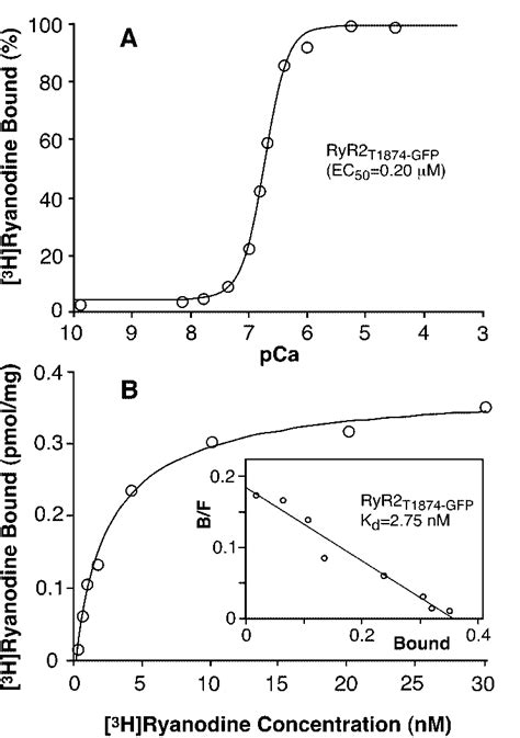 Ca 2 Dependence And 3 H Ryanodine Binding Properties Of Ryr2