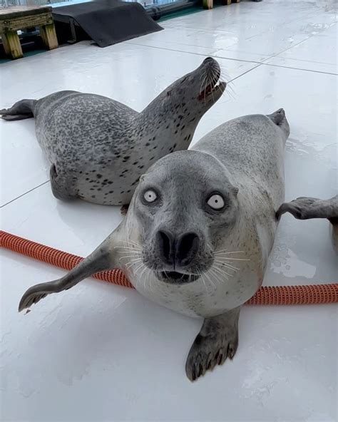 Silly Seals Creepy Seal Seal Pups Angry Seal