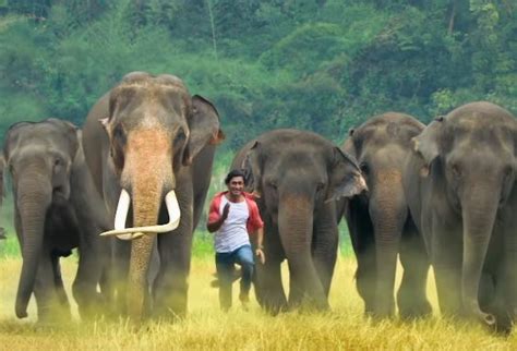 Junglee Movie Dialogues Vidyut Jammwal Dialogues From Junglee
