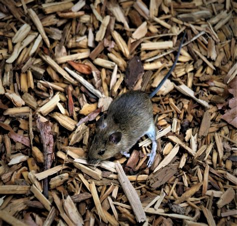Süsse Maus Foto And Bild Tiere Wildlife Säugetiere Bilder Auf