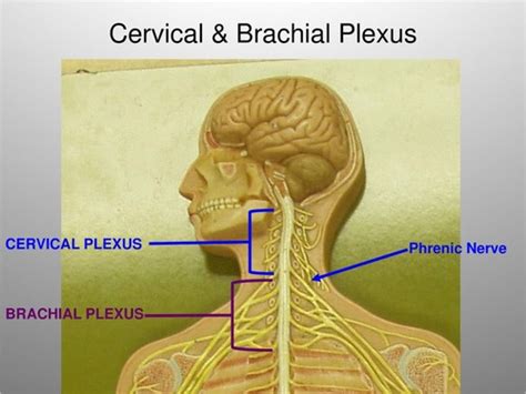 Peripheral Nerve Plexi Flashcards Quizlet