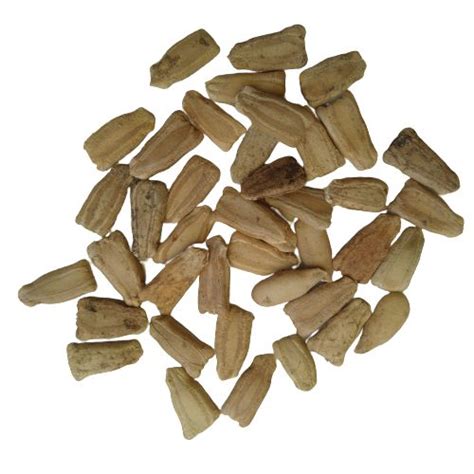 Bottle Gourd Round Gol Ghiya Vegetable Seeds