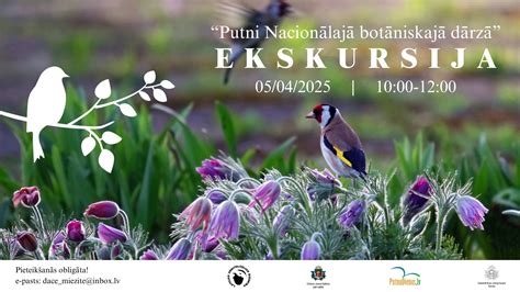 Latvijas Nacionālais Botāniskais Dārzs Karēlijas Bērzs Betula Pendula F Carelica Savvaļā Aug