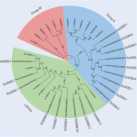 Cladogram Depicting The T Aestivum Taserks Homologs From Different