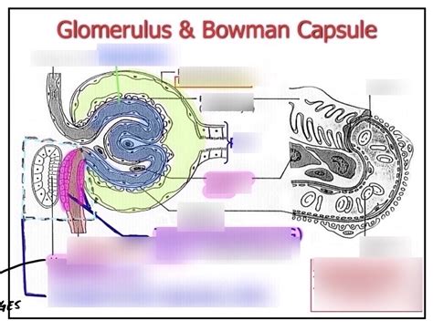 Glomerulus And Bowmans Capsule