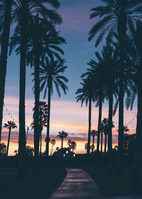Free Images Sea Horizon Sky Sunrise Sunset Palm Tree Sunlight