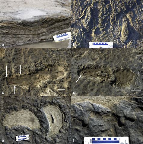 deformational and other features associated with footprints compaction