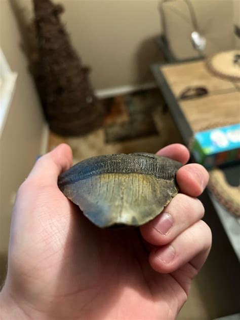 Can Metal Be Present In The Fossilization Process Or Was This T A