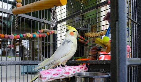 12 Best Cockatiel Cages Reviewed And Rated In 2025