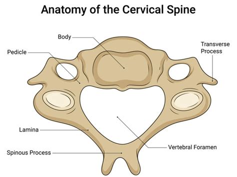 Understanding The Cervical Vertebra Superior View Anatomy Anatomy Note