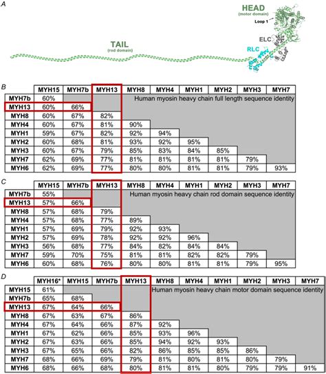 Myosin Structure And Sequence Identity Comparison Of Myosin Heavy
