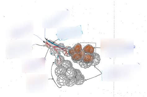 Alveoli Diagram Quizlet