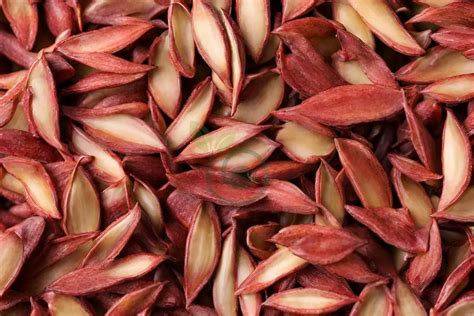 Japanese Maple Tree Seeds For Sale Cultivating Growing And