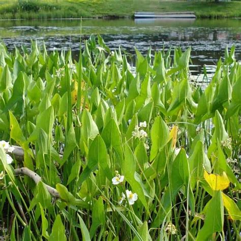 14 Aquatic Flowering Plants Top Picks Pond Informer