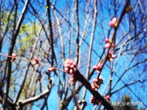 岁月难回首 人生无如果 知乎