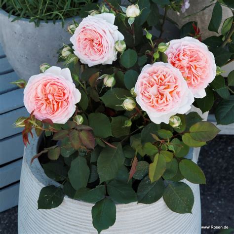 Märchenzauber® | Szkółka Róż ROSARIUM