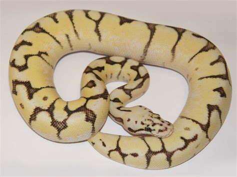 Morph List World Of Ball Pythons