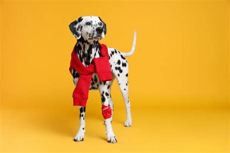 Breding Bilder Bläddra Bland 2087838 Stockfoton Vektorer Och