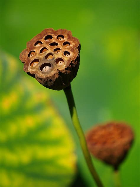 Βοτανικος κηπος Χαιδαριου Olympus Digital Camera Flickr