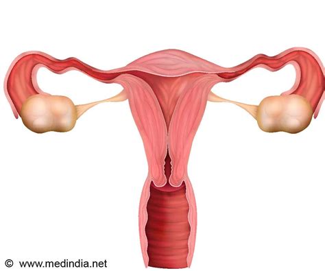 Ovary Of Female Human Female Uterus Ovary Model Bilateral Ovarian